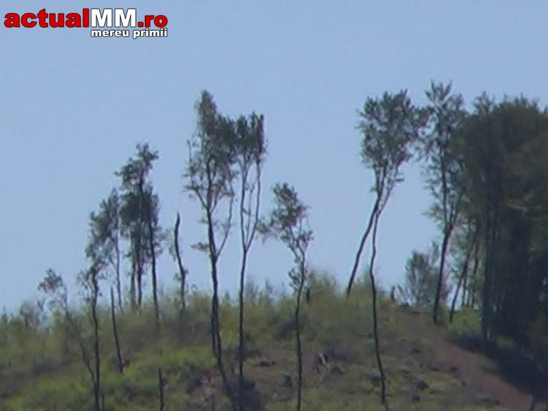AU RAS TOT - Hectare întregi de pădure au dispărut de pe Dealul Măgoaja ...