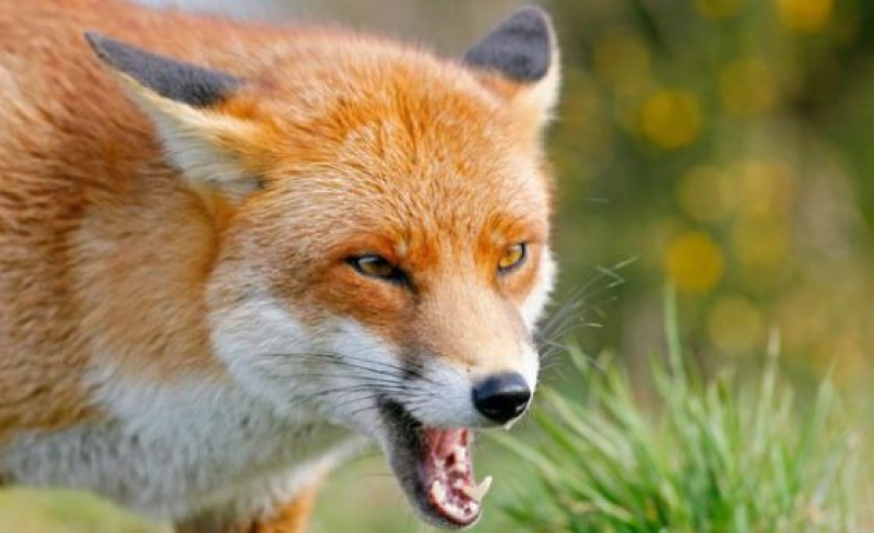 ATENȚIE LA MUȘCĂTURA DE VULPE! - Animalele sălbatice sunt purtători ai ...