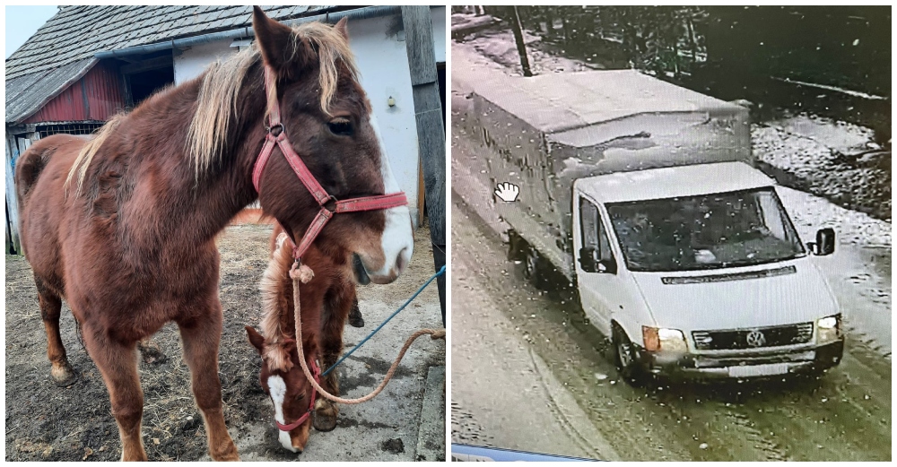 RECOMPENSĂ PENTRU CINE I-A VĂZUT | Niște maramureșeni au furat doi cai ...