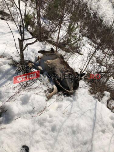 CAZ DE BRACONAJ ÎN MUNȚII MARAMUREȘULUI - Cadavrul unei căprioare ...